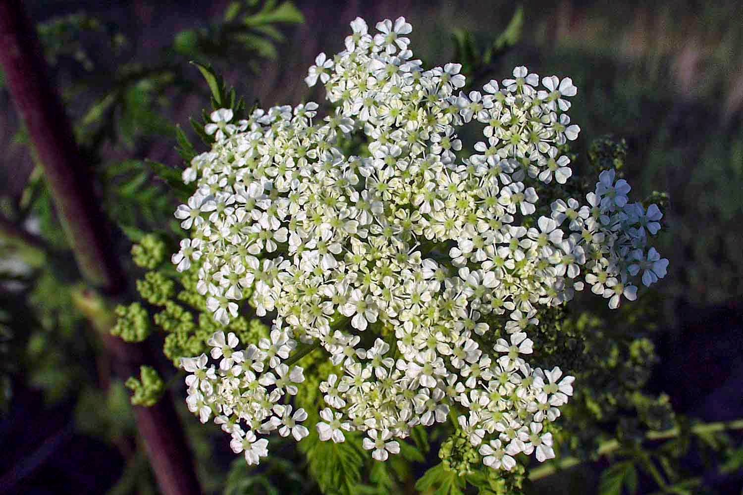 Las flores silvestres de Hormaza: Conium maculatum