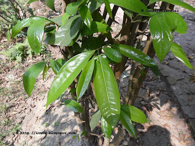 Kathali Chapa Ful - Artabotrys hexapetalus