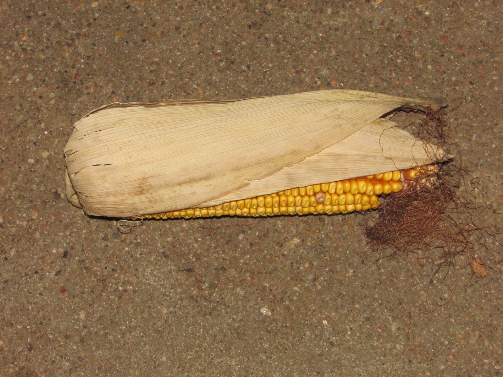 BLOG - Using Corn Cobs as Fuel in a Woodburning Cookstove | Timebomb 2000