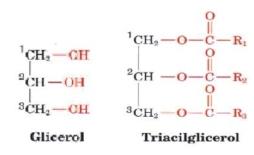 Tudo Sobre Lipídios