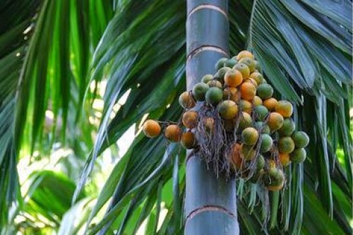 Goa India Holiday: Goa Plantations