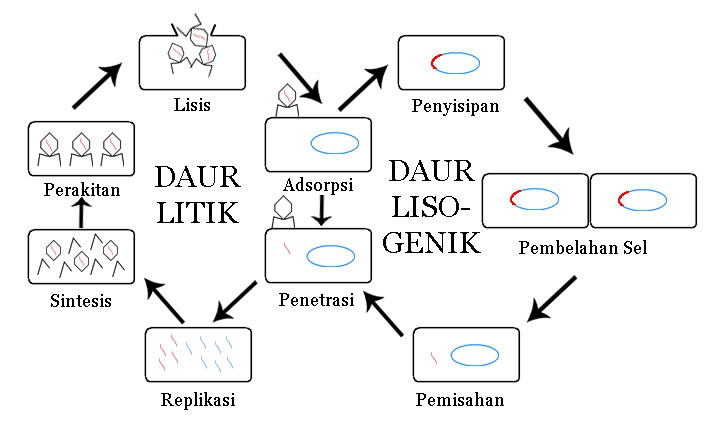 KAMUS PENGETAHUAN: VIRUS (PERALIHAN ANTARA BENDA MATI DAN MAKHLUK HIDUP)