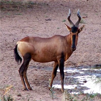 Hartebeest | Facts About All