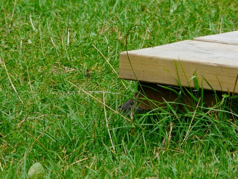 Cindy's Snaps: Hatfield Forest (stomping ground of my Hatfield Broad ...