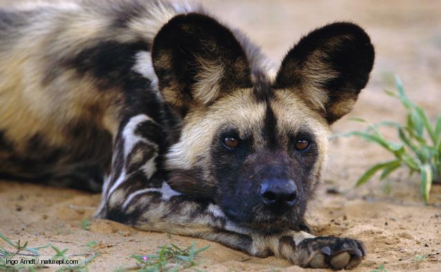 I, too, am here: Africa's Painted Dog