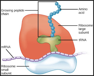 BIOLOGI: RIBOSOM