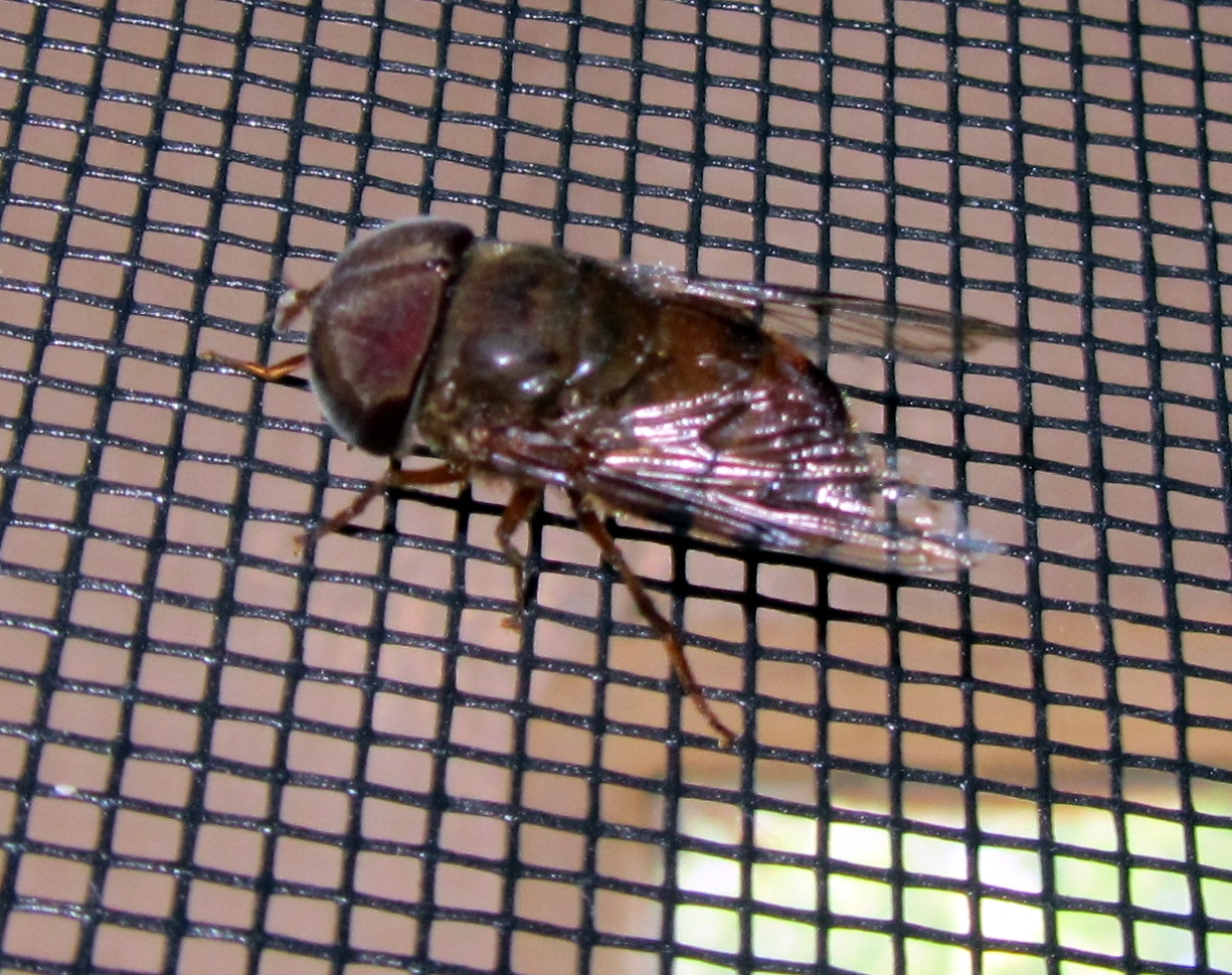 Hiking Curaçao - Flora and Fauna: What the screen catches