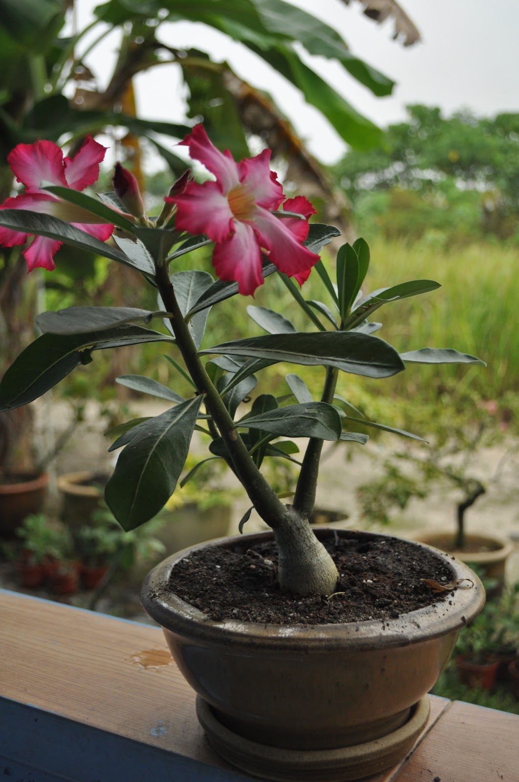 Nursery Bonda: Pokok Bunga Kemboja Cina