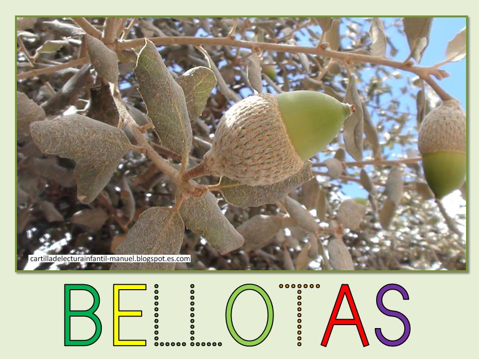 CARTILLA DE LECTURA INFANTIL : BELLOTAS ENCINA ARDILLA CUENTO CANCIÓN
