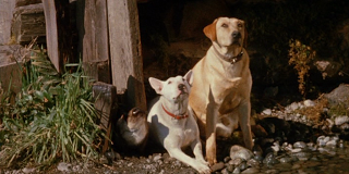 Caftan Woman: O CANADA! BLOGATHON: The Incredible Journey (1963)