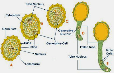 AGRICULTURE: VIABILITAS SERBUK SARI ( POLEN ) DAN HUBUNGANNYA DENGAN ...