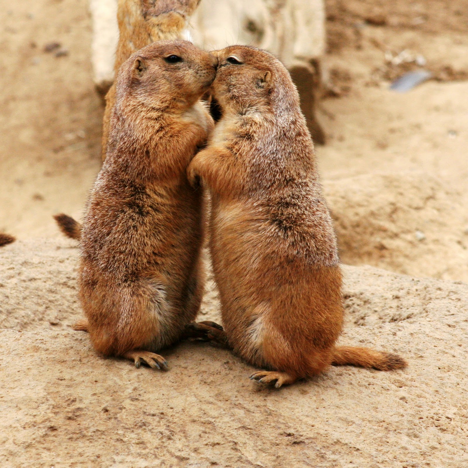 Cute animals showing some love [45 Pix] | Pix Bag