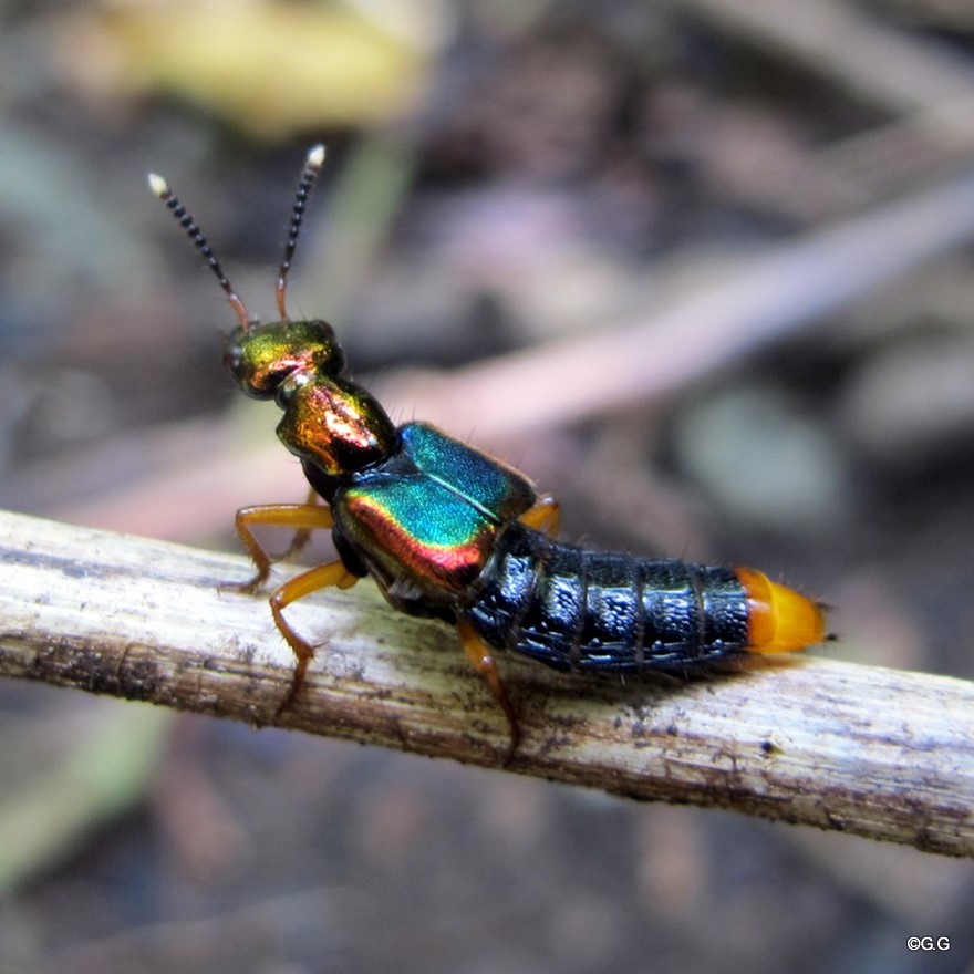 Nature Wonders Gershonized: Papua New Guinea collection of insects 9_2011