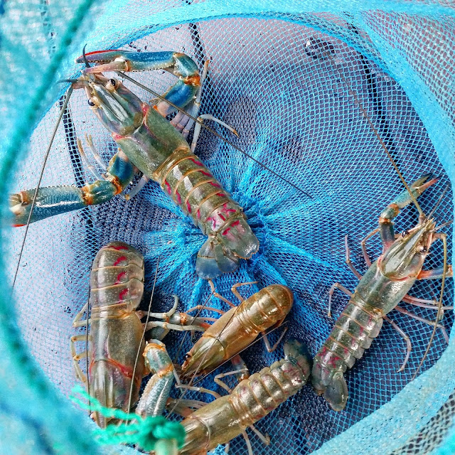 Prawning @ Orto | we live to eat