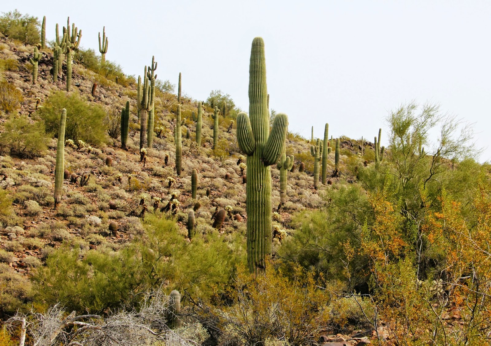 Moore Minutes: Our Thanksgiving under the Arizona sun: a story of ...