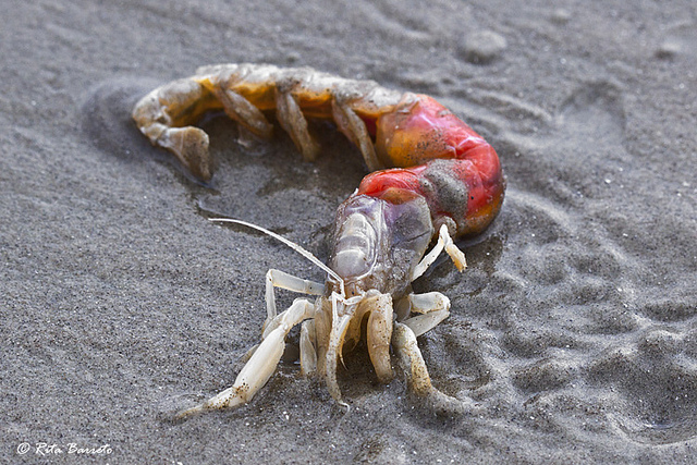 BIBOCA AMBIENTAL : CORRUPTO - CRUSTÁCEO