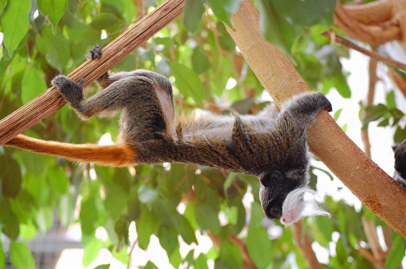 HQ Wallpapers: Emperor Tamarin Pictures