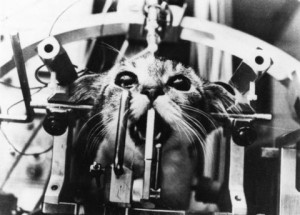 antblog: Stop Vivisection conference at the European Parliament - 26th ...