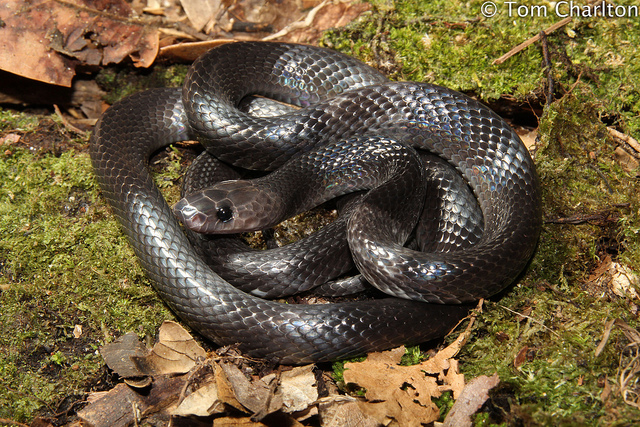 Ular Asli Indonesia: Ular Cicak (Lycodon subcinctus)