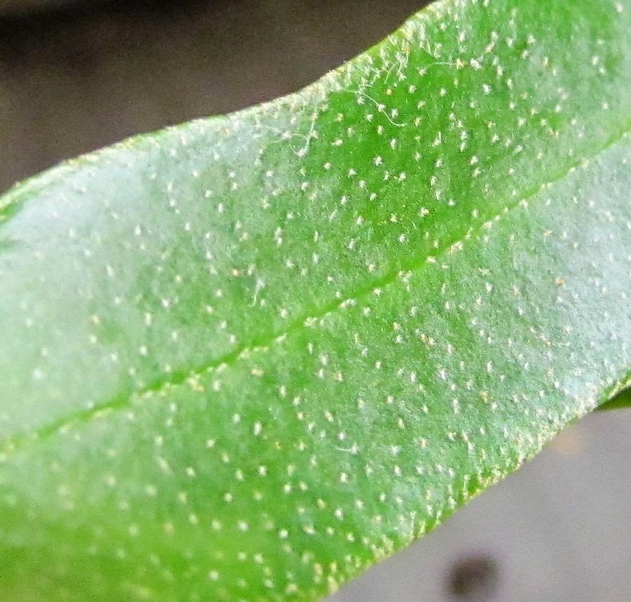 Pleurothallidinae: Microgramma nitida