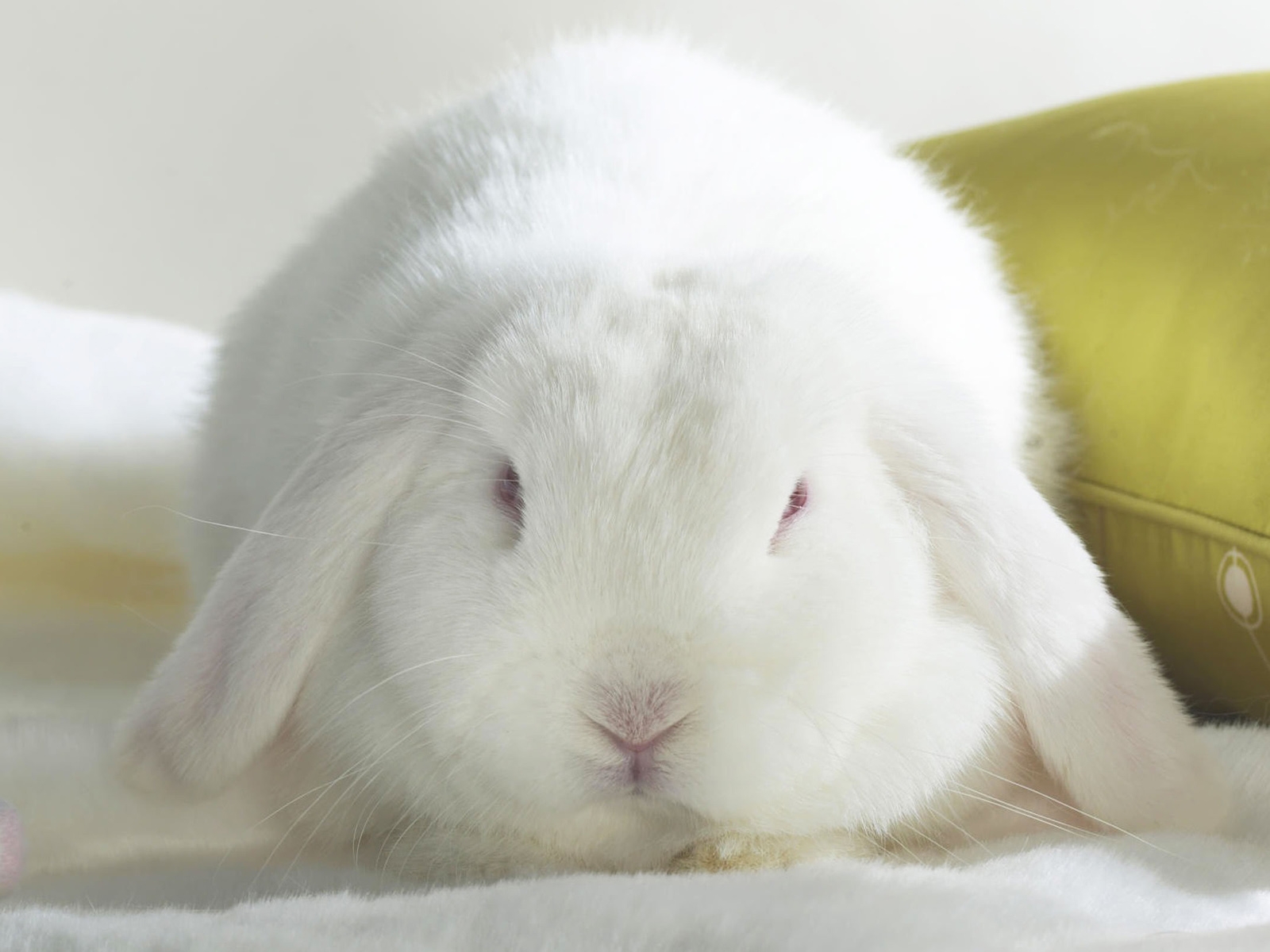 White Bunny wallpaper - Wallpapers Background