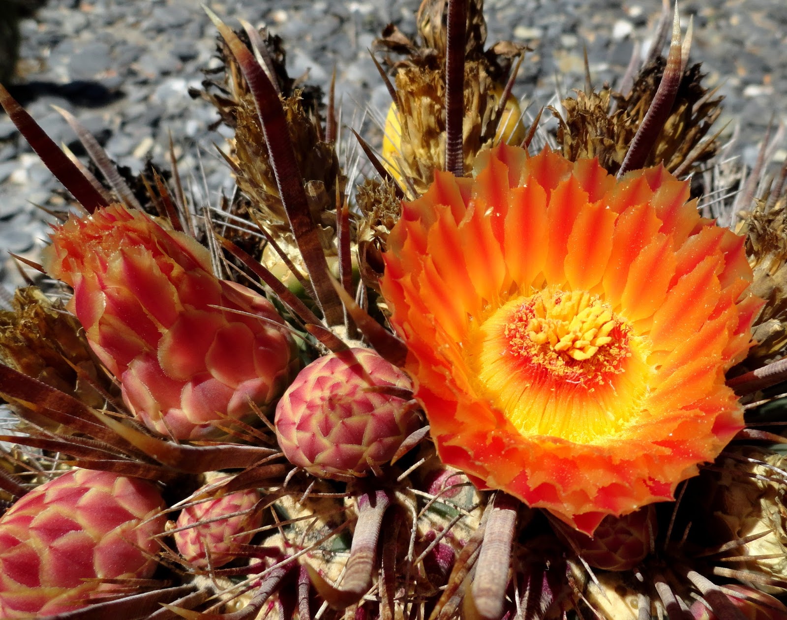 danger garden: Lotusland — Cactus!