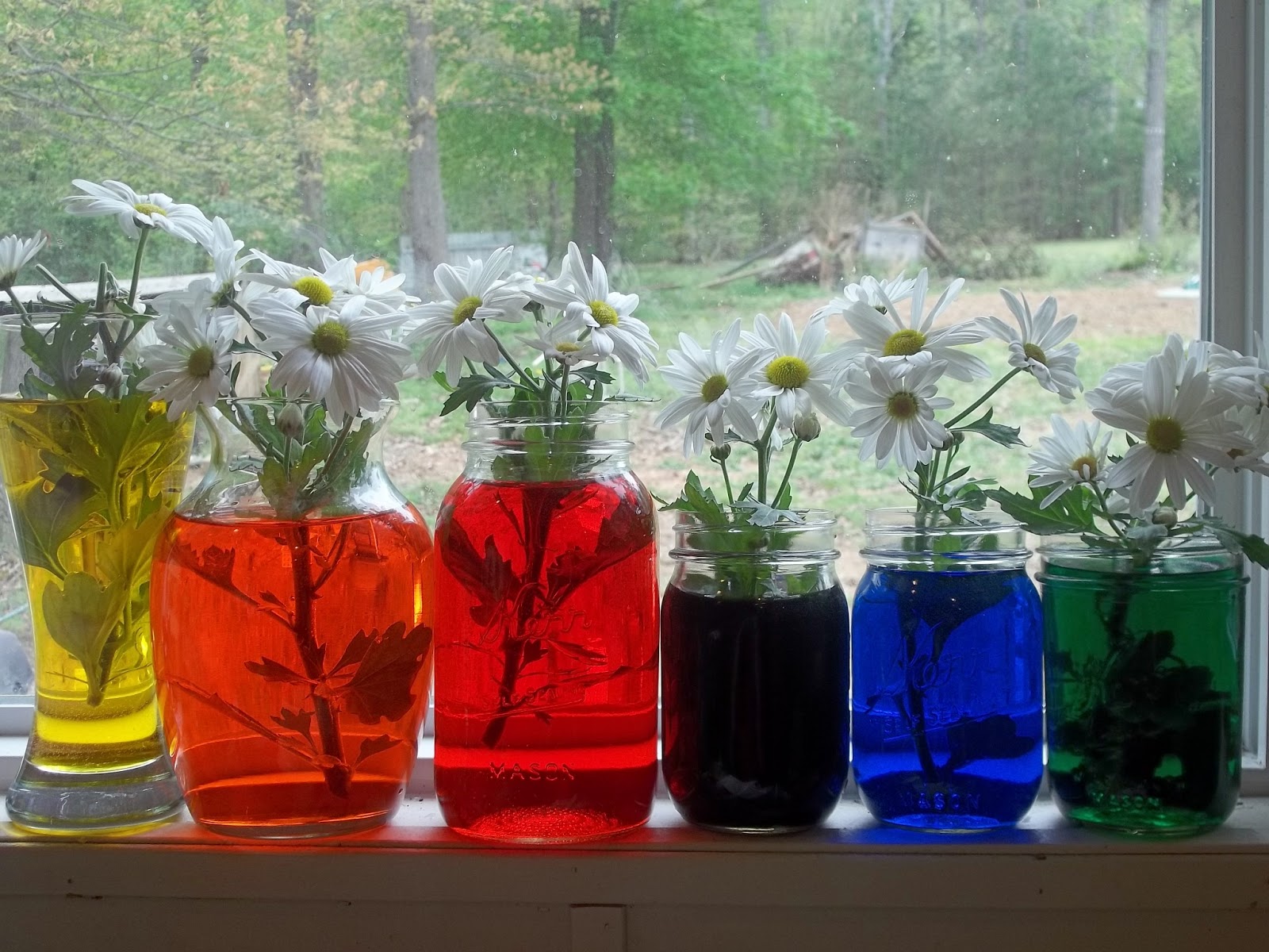 E.R Life is always crazy here: Rainbow Colored Flowers Experiment
