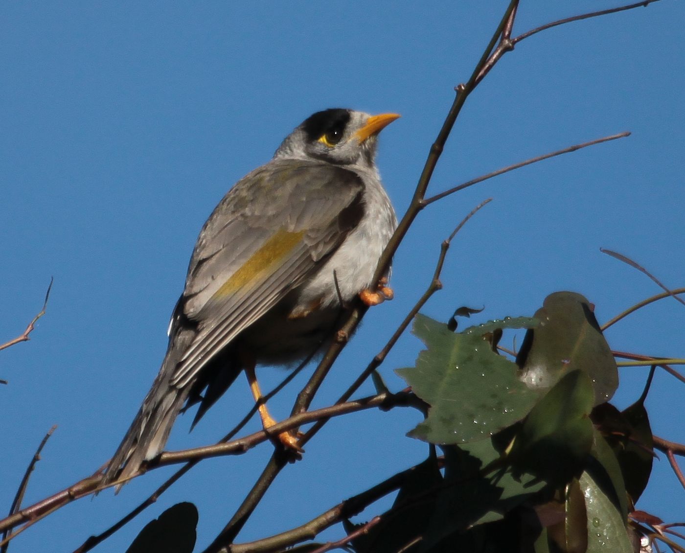 Richard Waring's Birds of Australia: just for a change, some Victorian ...