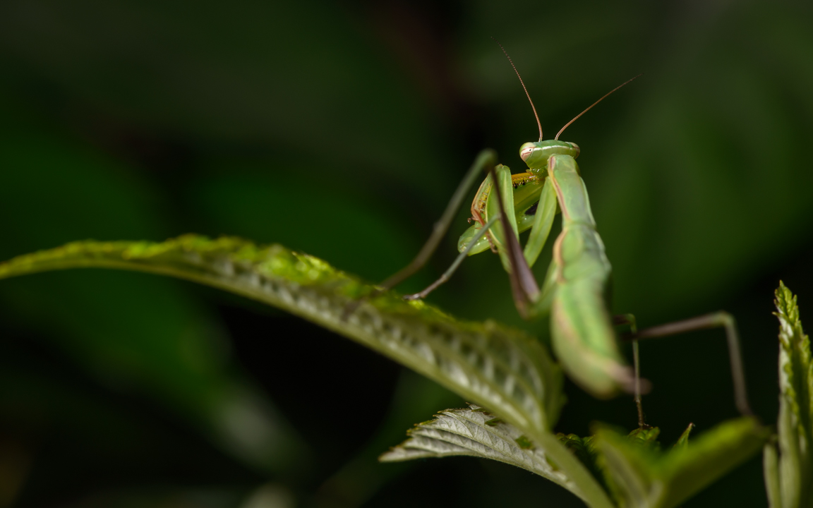 JAROMÍRGRICH: Mantis religiosa (Modlivka zelená)