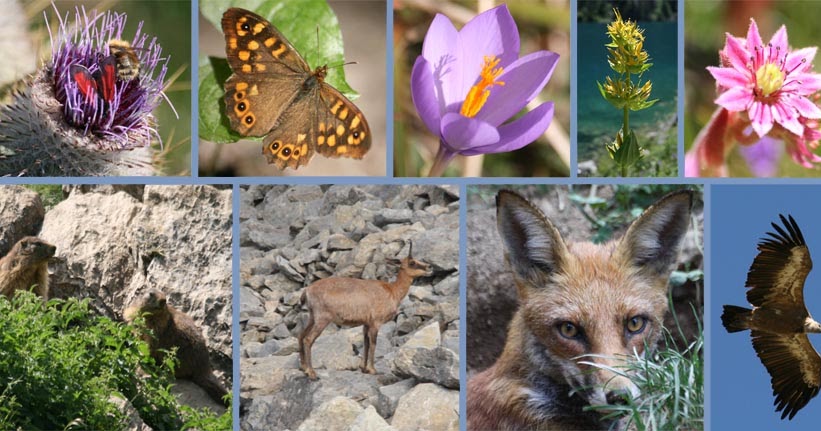 Vents et Territoires: Faune, flore et élevage (III) (du 03/01/2020 au ...