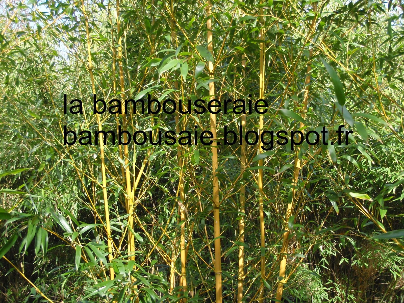 la bambouseraie: Bambous grands