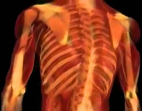 El Cerebro de Niños y Adolescentes: El Sistema Nervioso Simpático