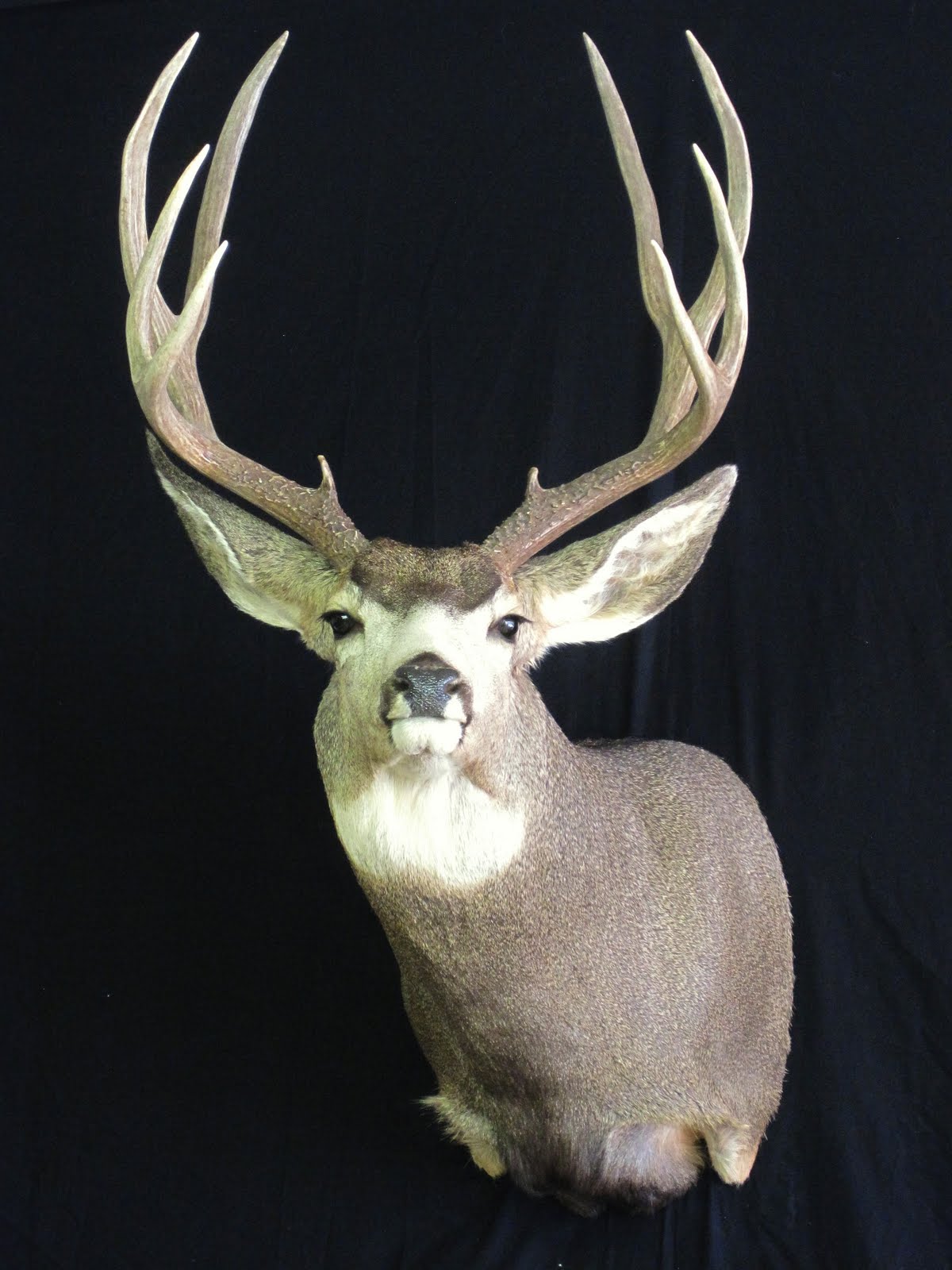 Taxidermy by Josh Hunt: Mule Deer