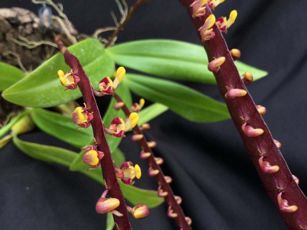 Bulbophyllum falcatum care and culture | Travaldo's blog