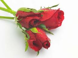 Persian Islamic Marriage Officiant: Marriage ceremony of Raha Mozaffari