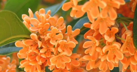 Just Another Day in Japan: Sweet smell of the fall - Kinmokusei (金木犀)