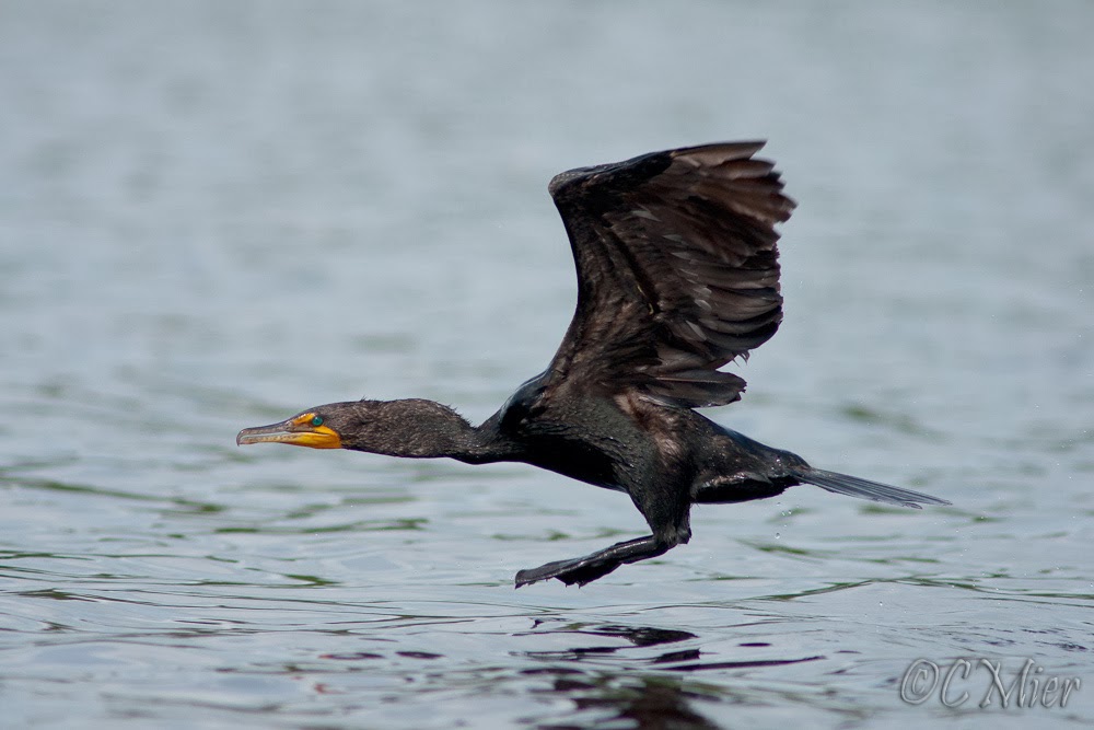 Nature Photography from a Canoe: High wing loads and the diving cormorant
