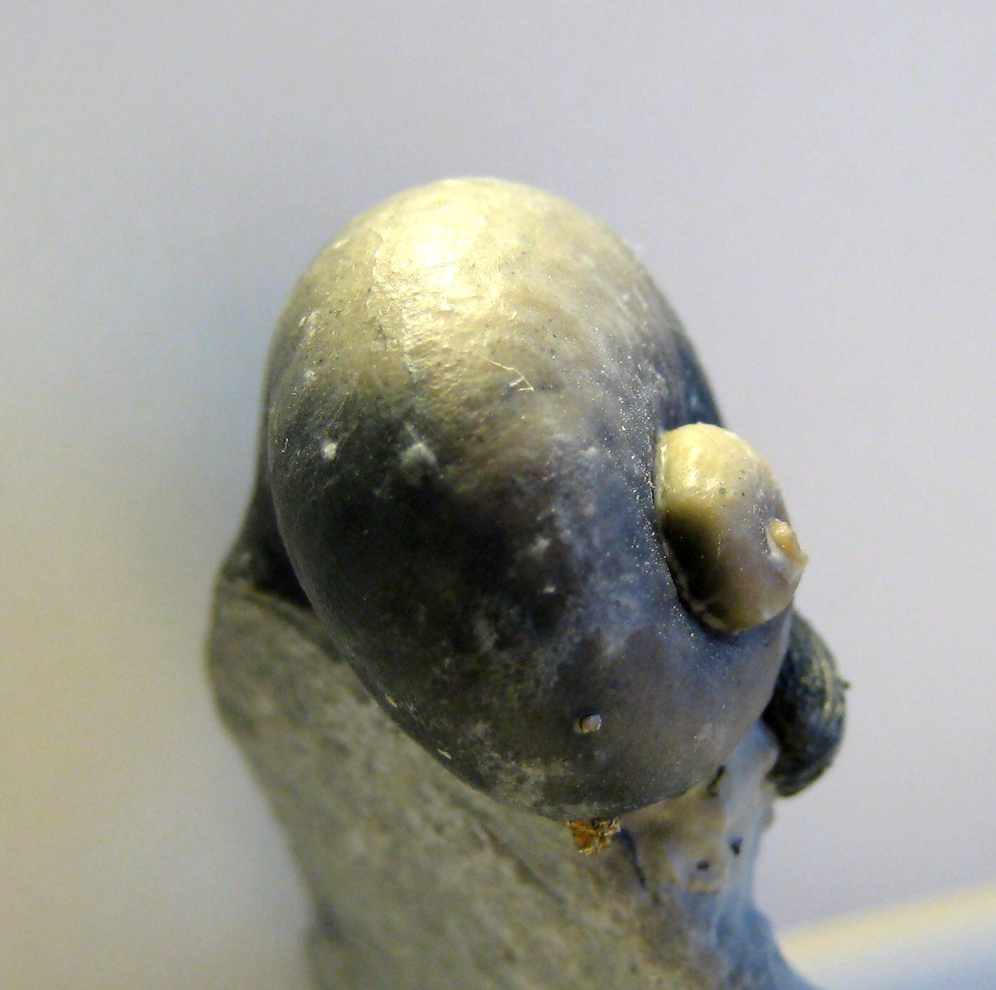 Fossils and Other Living Things: Conrad's Description of Platyostoma ...