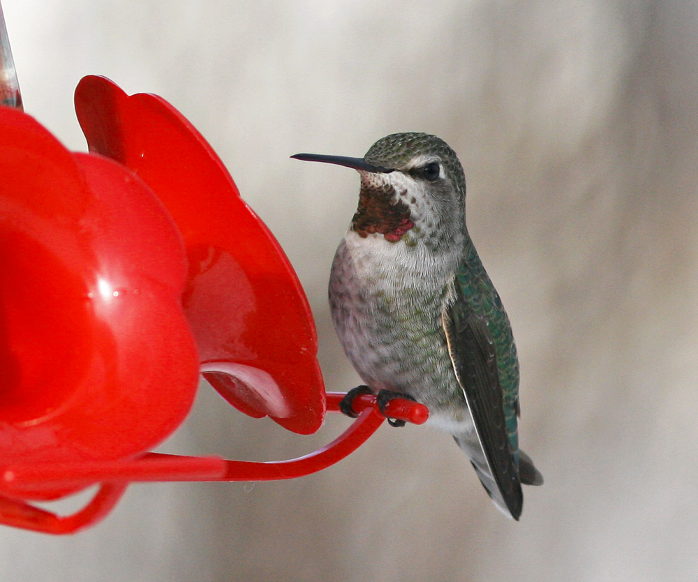 Birding Newfoundland with Dave Brown: Avalon Peninsula Rarity Round Up