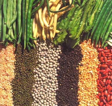 Las Leguminosas y sus diferentes usos naturales: ¿QUE SON LAS LEGUMINOSAS?