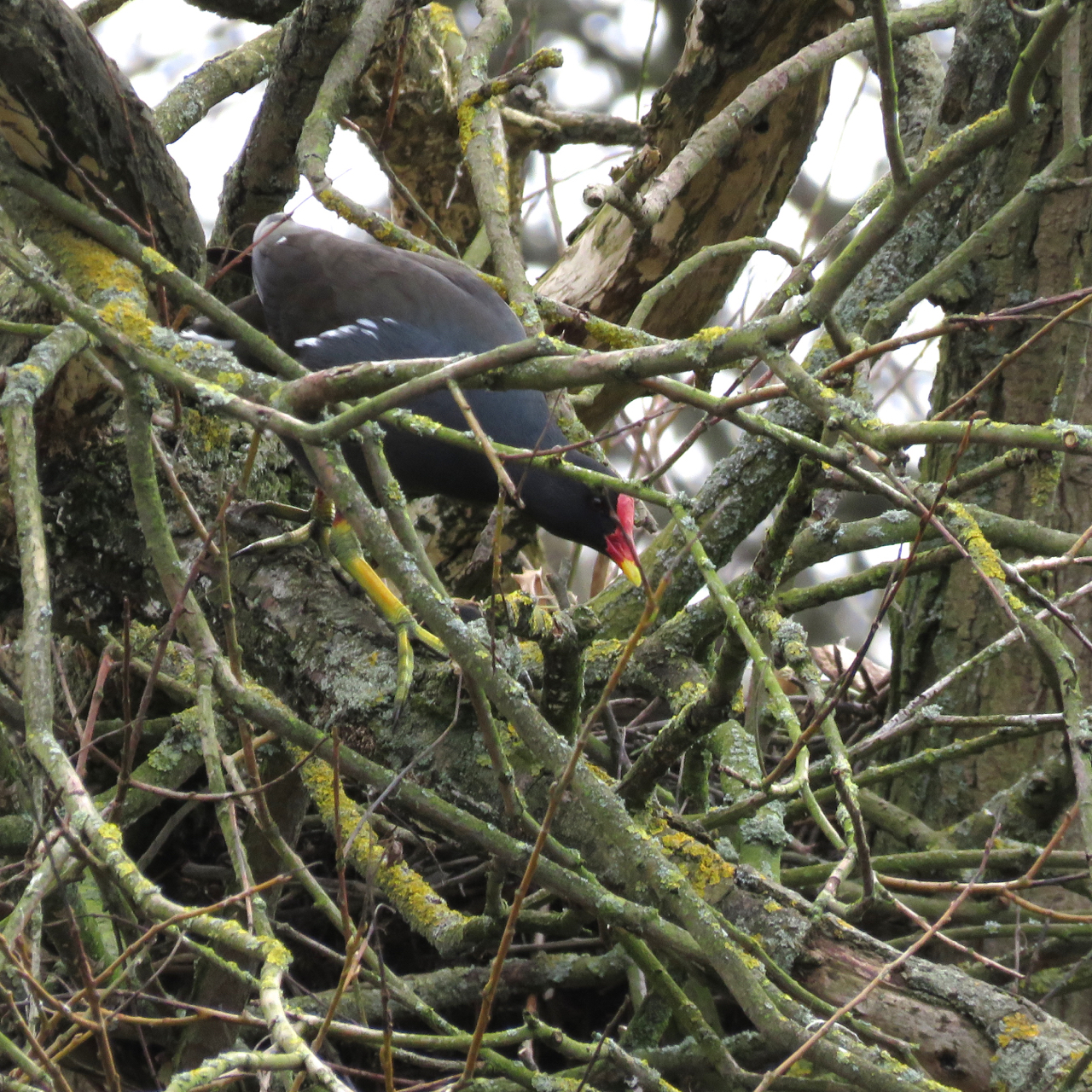 The Rattling Crow: Why did the Moorhen and the Mallards go up a tree?