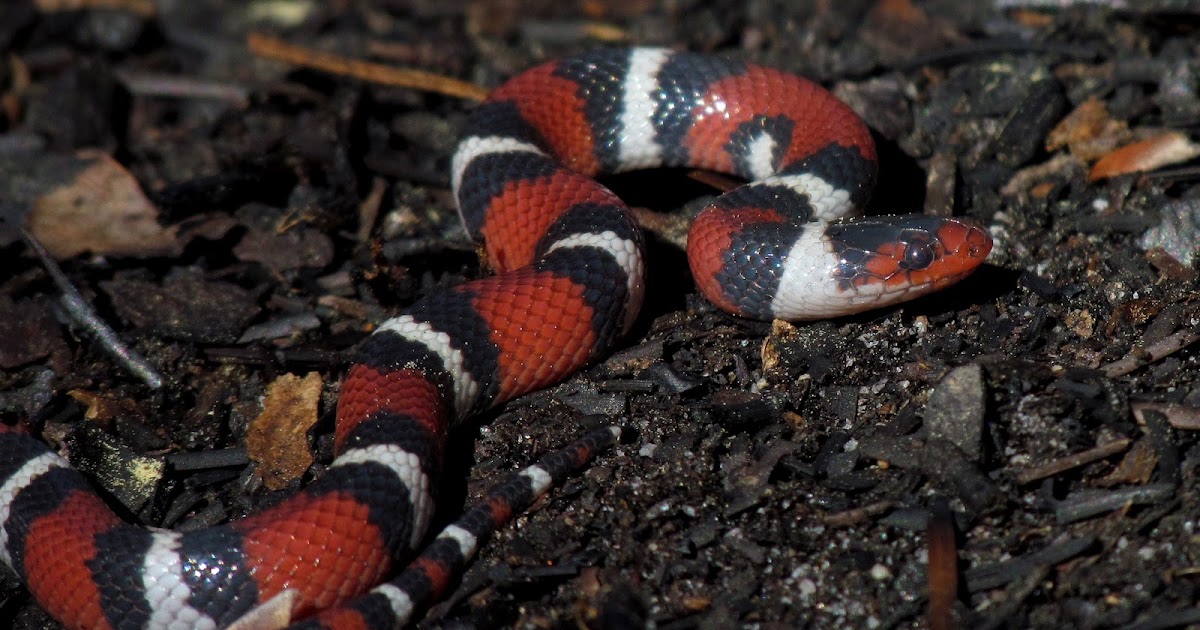 Birding Bros. Blog: A Study in Scarlet