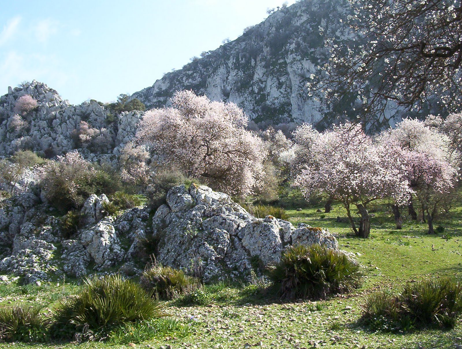DEVOCIONES DE ESTEPA: ESTEPA, CAMINO DE SANTIAGO