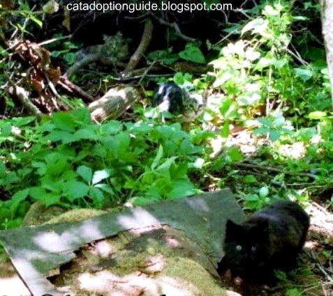 Cat Adoption Guide: National Feral Cat Day