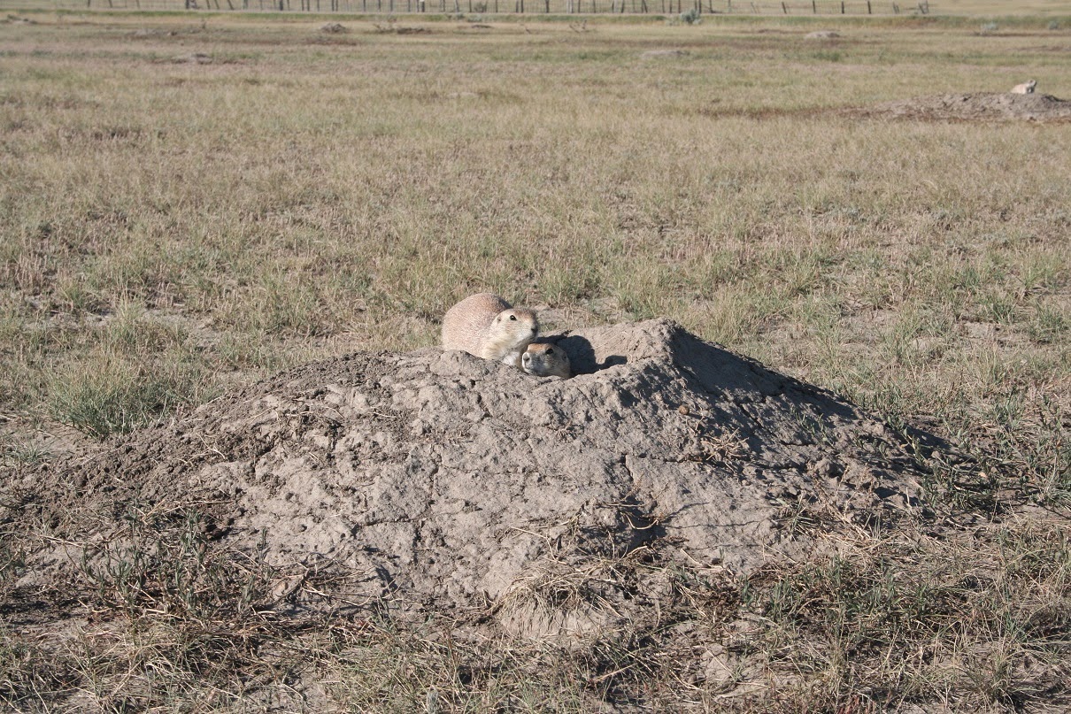 Ontario Field Biology: Saskatchewan Pt. II: Rodents
