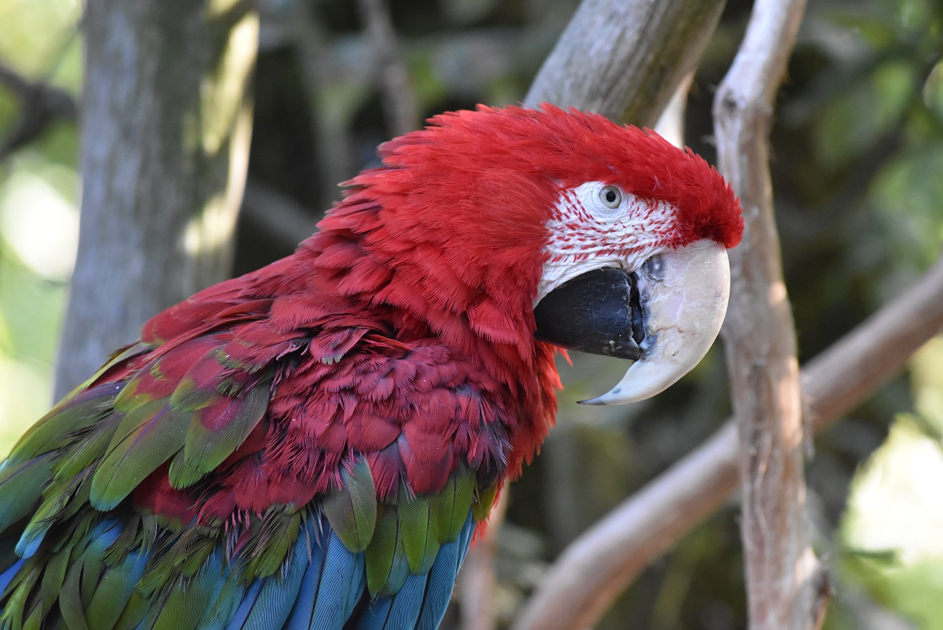 ZOOTOGRAFIANDO (6.100 ANIMALS): GUACAMAYO ROJO Y VERDE / RED-AND-GREEN ...