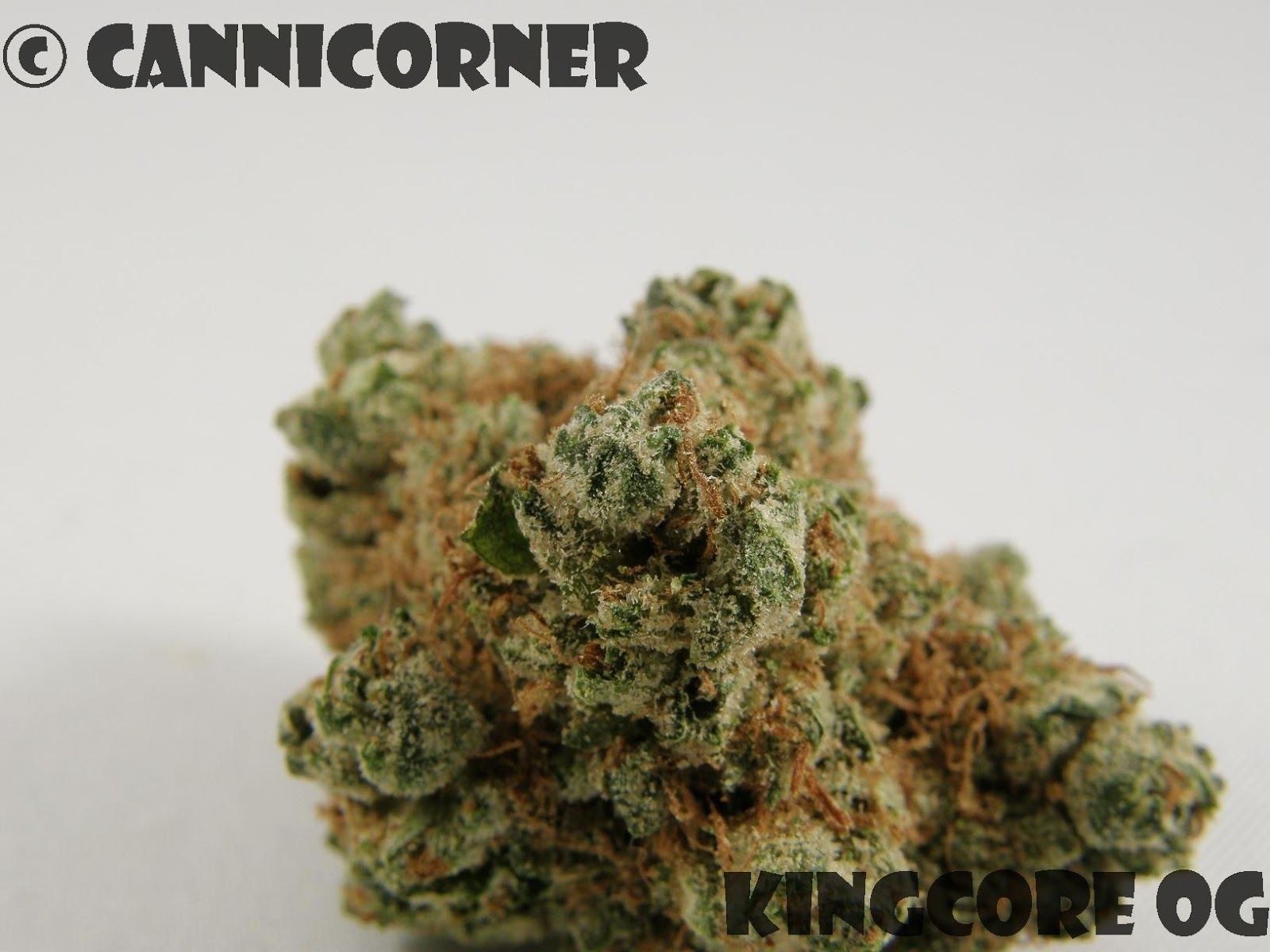 CanniCorner: Kingcore OG (King Louis OG x Hardcore OG)