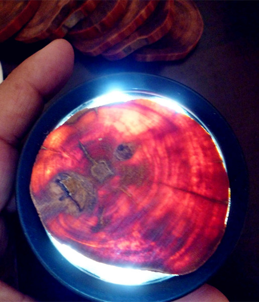 LIGHT OF ATLANTIS ~*~: LOA EXCLUSIVE FEATURE - MAGICAL WOOD OF SOUTH ...