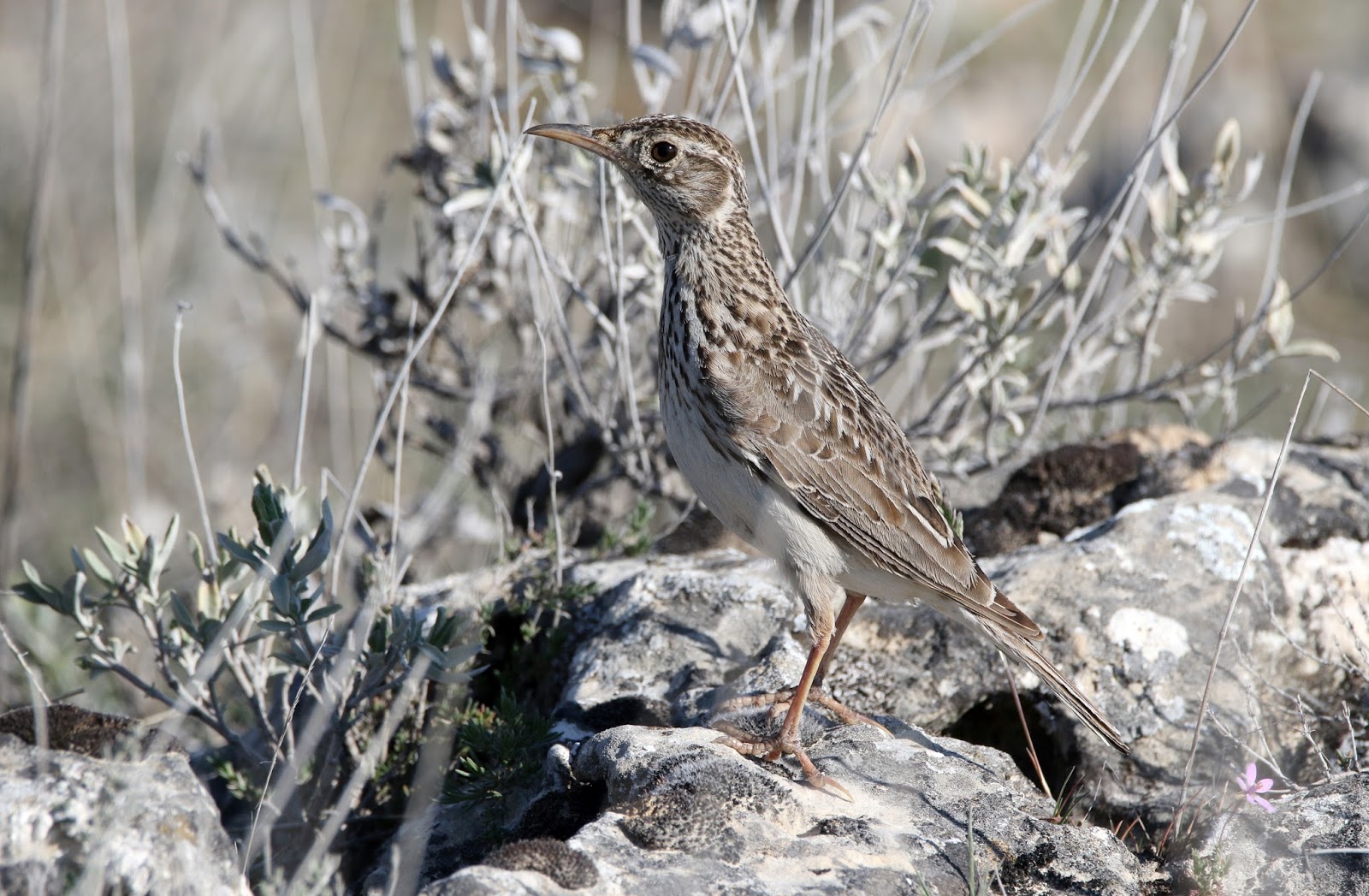 Aves y Fotografía de Naturaleza: Alondra Ricoti, Dupont's lark