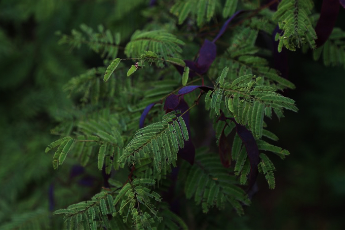 Vetal Hill (tekdi) Pune - things to do, timings and more!